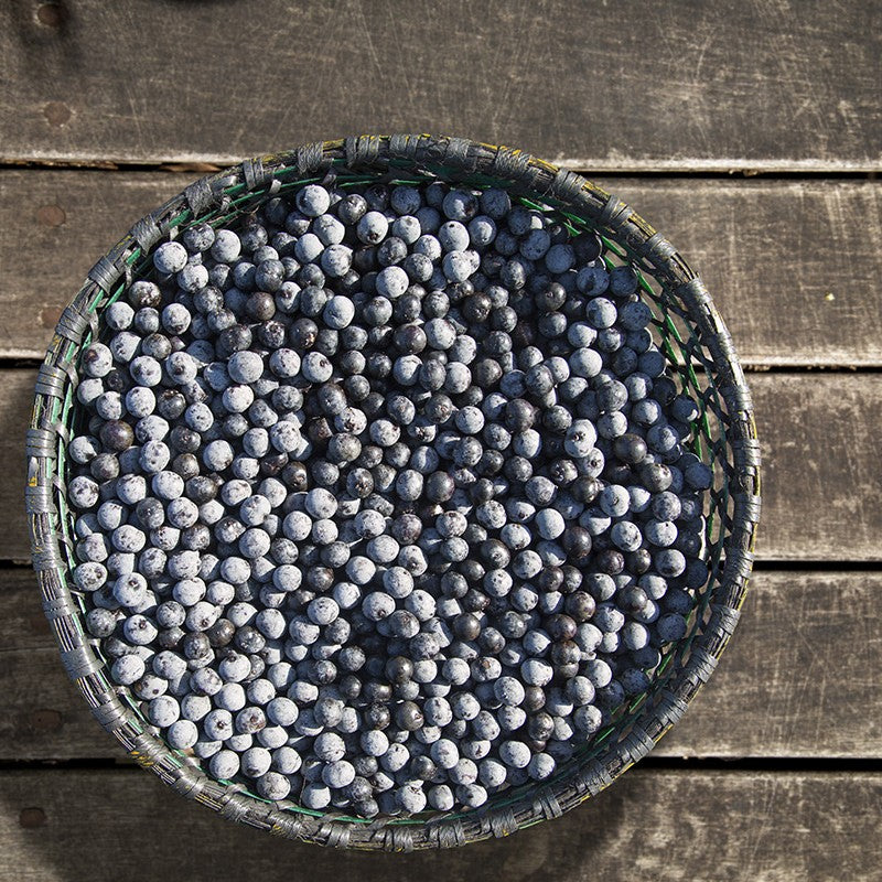 Our Berries - Acai Roots